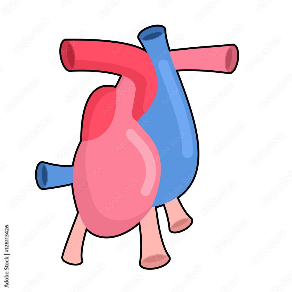 Heart anatomy body isolated. Atria and ventricles. Veins and art Stock ...