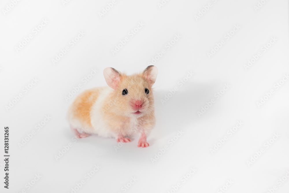 Cute Syrian Golden Hamster