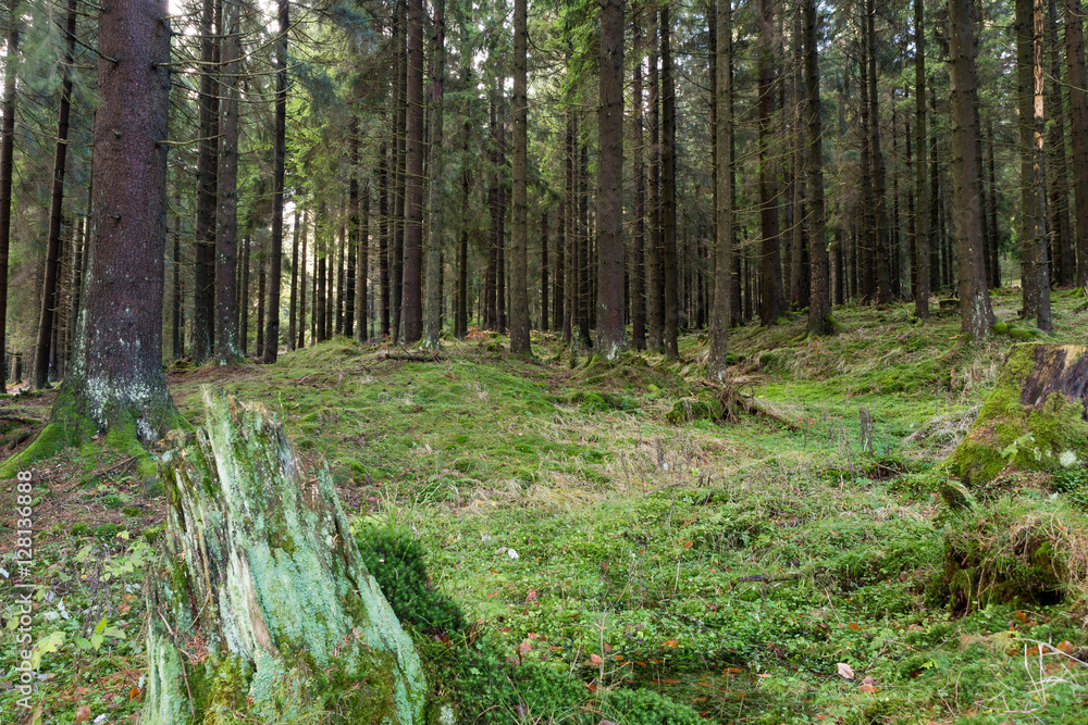 Wald in Deutschland Stock Photo | Adobe Stock