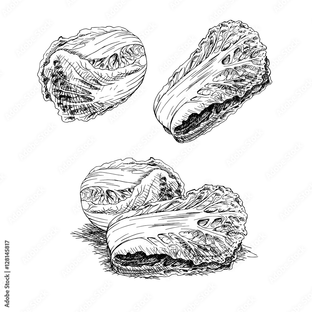 Hand drawn set of chinese cabbage. Vector sketch Stock Vector | Adobe Stock