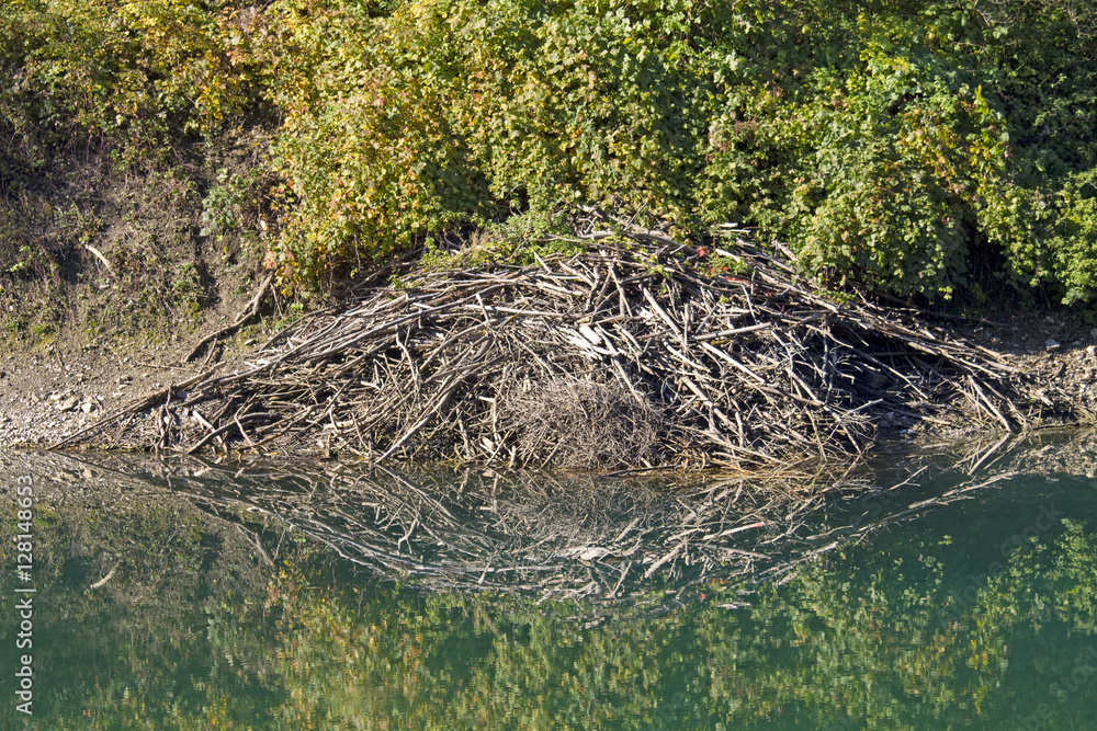 Biberbau im Allgäu Stock-Foto | Adobe Stock