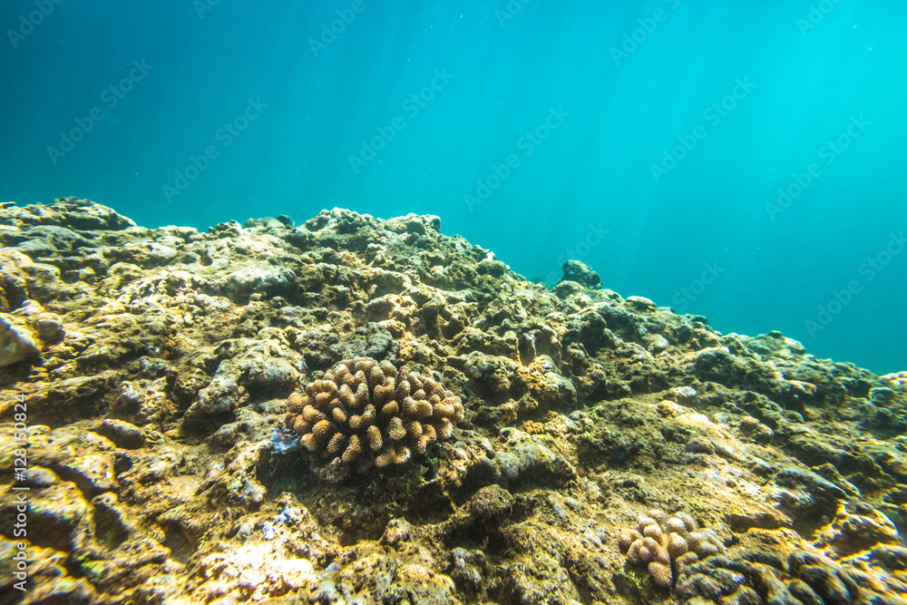 Typical sea bed of Sharks Cove, a rocky bay side of Pupukea Beach Park ...