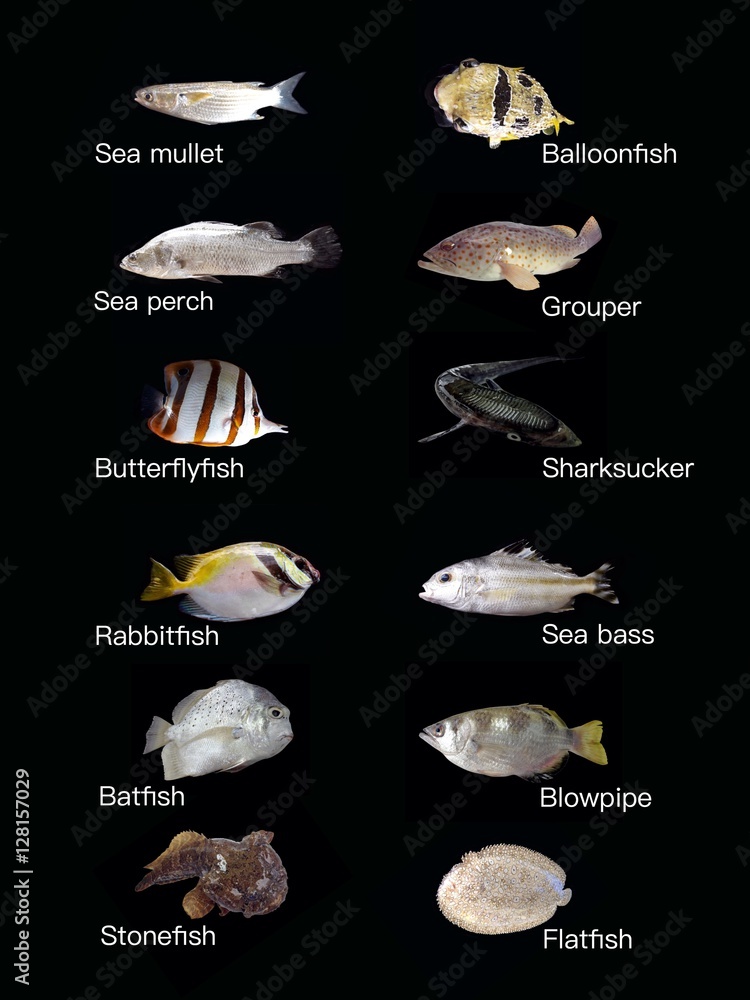 Common saltwater fish set,marine fish types isolated on black Stock ... Common saltwater fish set,marine fish types isolated on black Stock ...