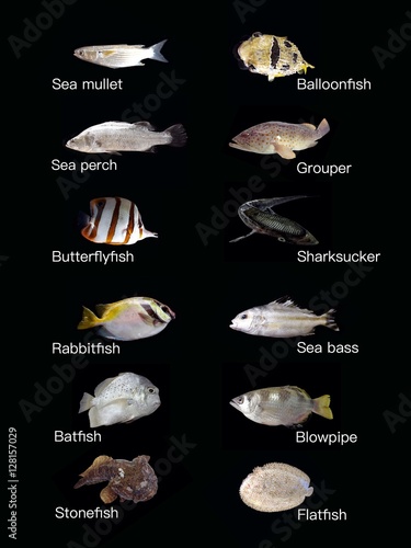 Names Of Saltwater Fish