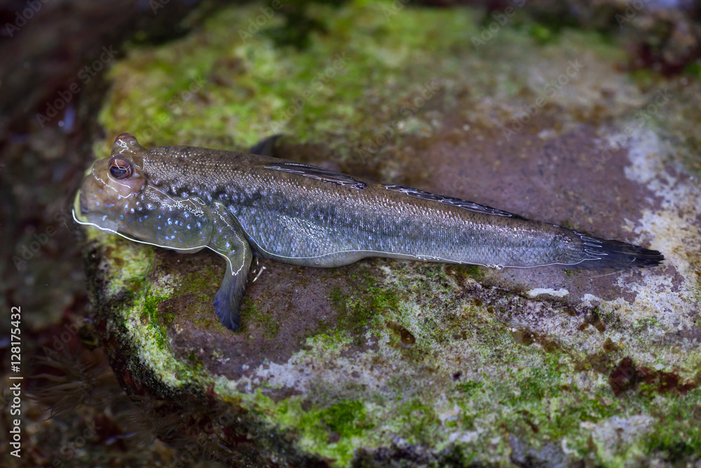 Atlantic mudskipper (Periophthalmus barbarus). Stock Photo | Adobe Stock