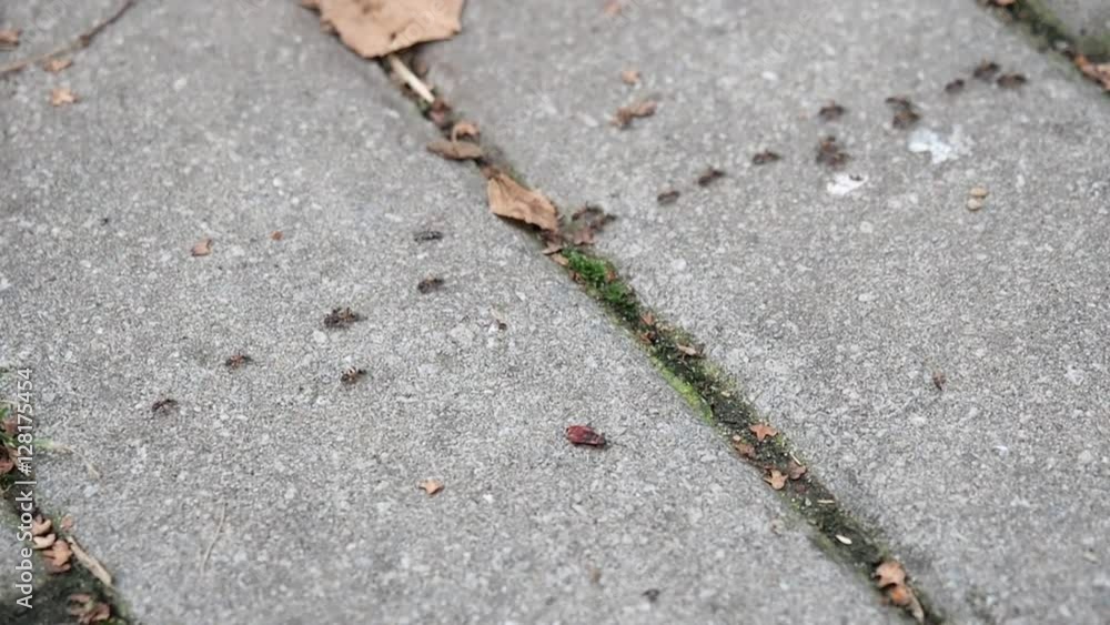 Ants running on the pavement closeup. Ant colony runs on the sidewalk ...