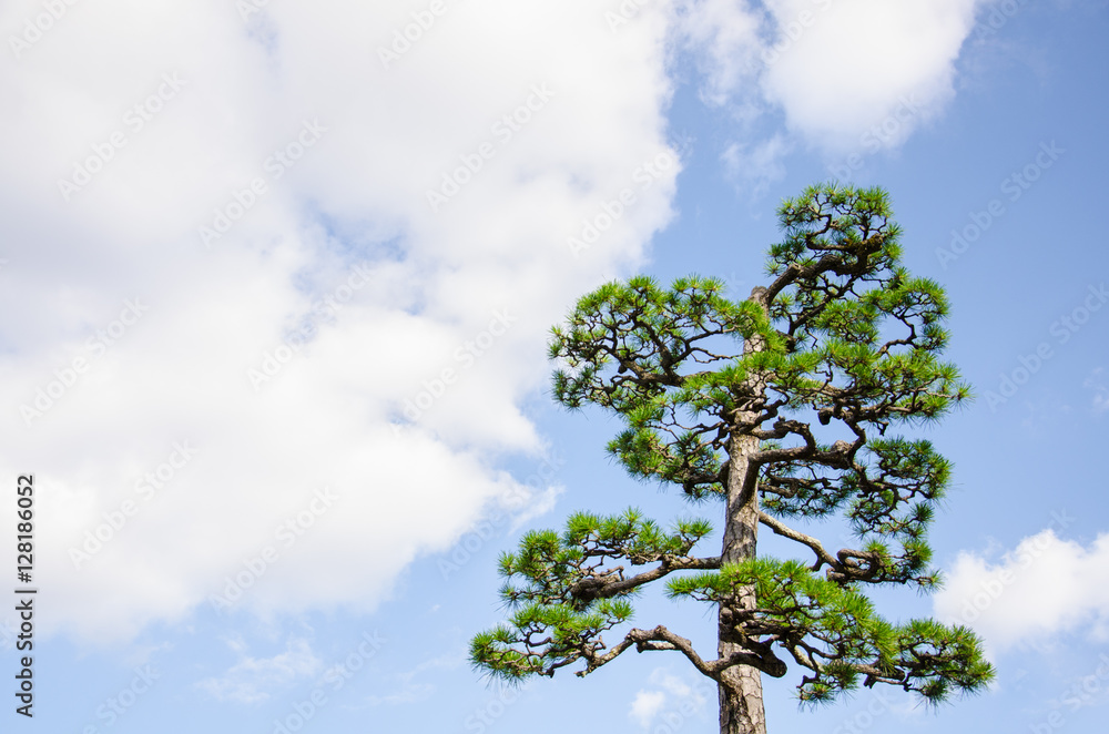 Beautiful Top of Pinus Densiflora or Japanese Red Pine with Blue Sky ...