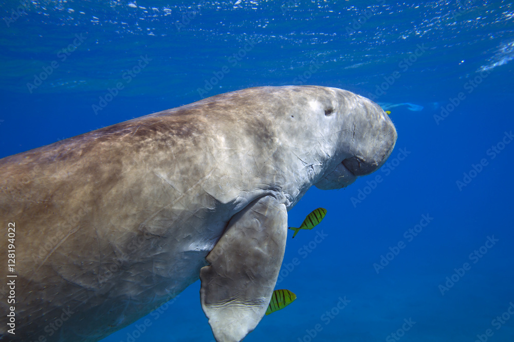 Dugong dugon (sea cow) floating in water column in Red Sea Stock Photo ...
