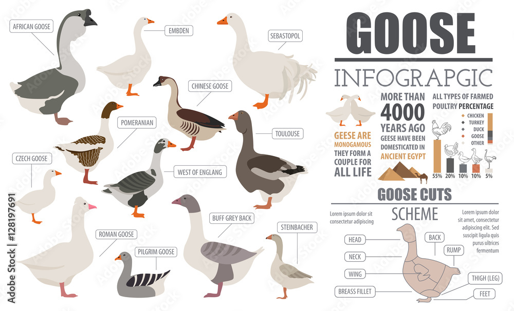 Poultry farming infographic template. Goose breeding. Flat desig Stock ...