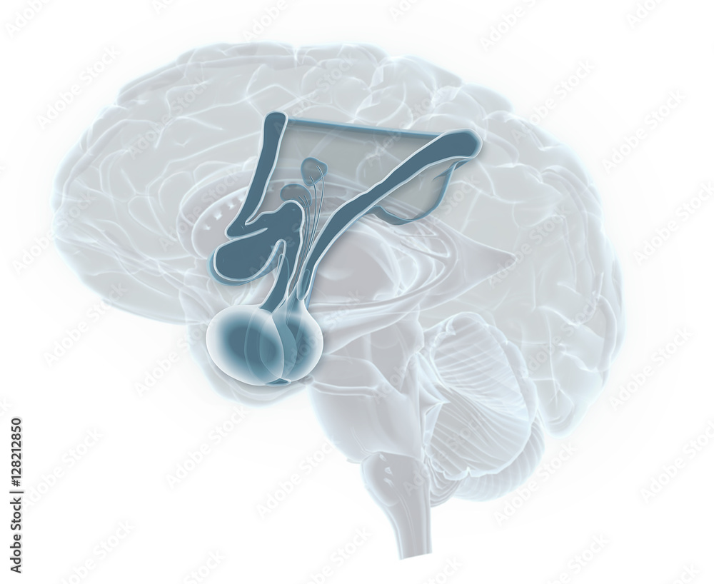 Hypothalamus in Brain Cross Section White Stock Illustration | Adobe Stock