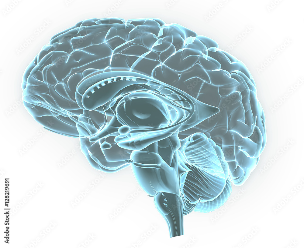 X-ray Cross Section of Human Brain White Background Stock Illustration ...