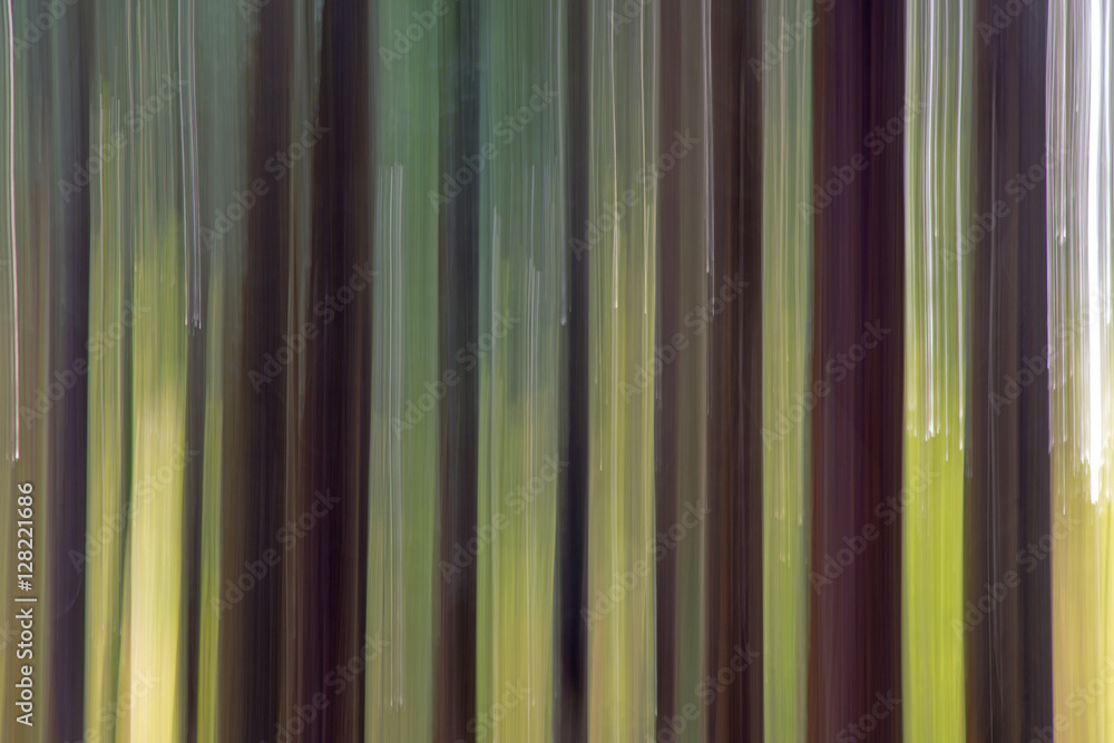 Western Hemlock Tsuga heterophylla plantatation mature trees in ...