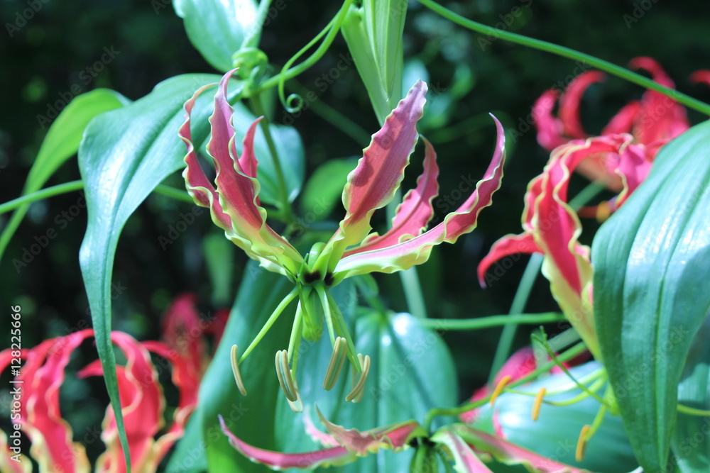 Red and yellow "Flame Lily" flower (or Climbing Lily, Creeping Lily ...
