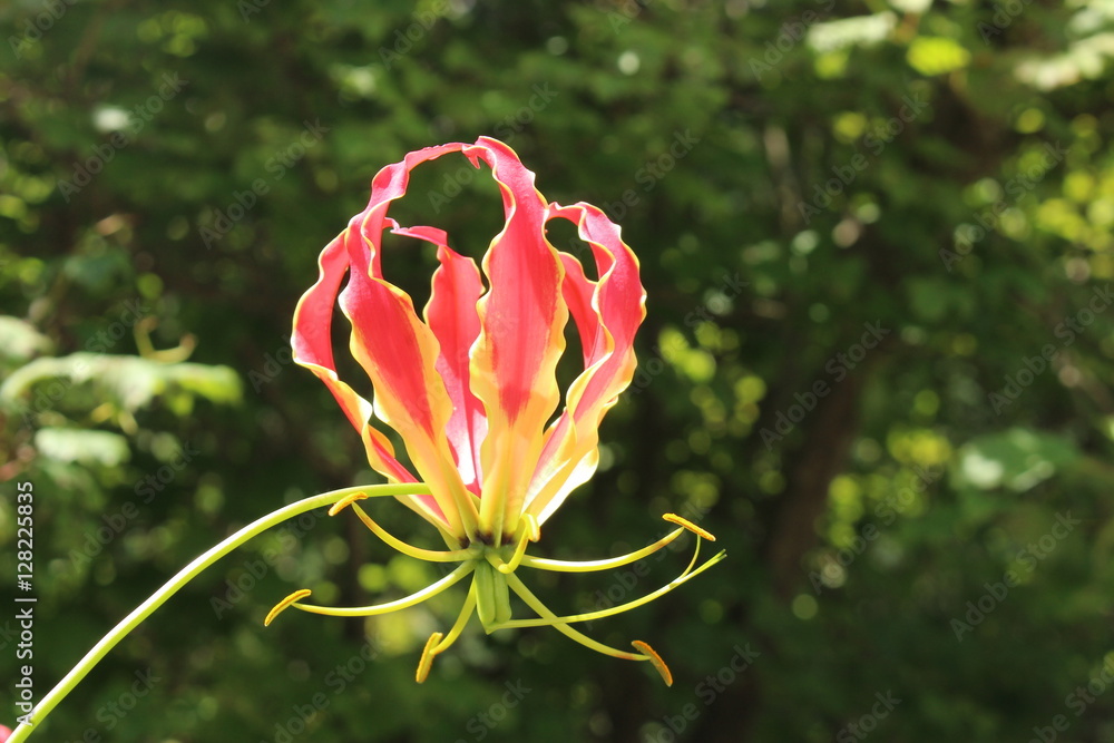 Red and yellow "Flame Lily" flower (or Climbing Lily, Creeping Lily ...
