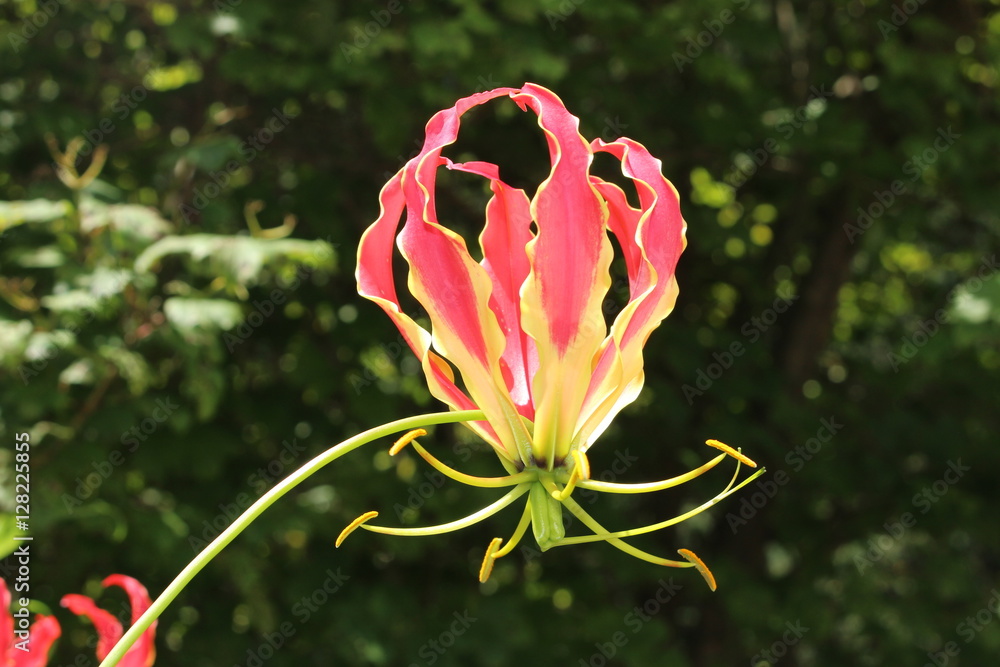 Red and yellow "Flame Lily" flower (or Climbing Lily, Creeping Lily ...