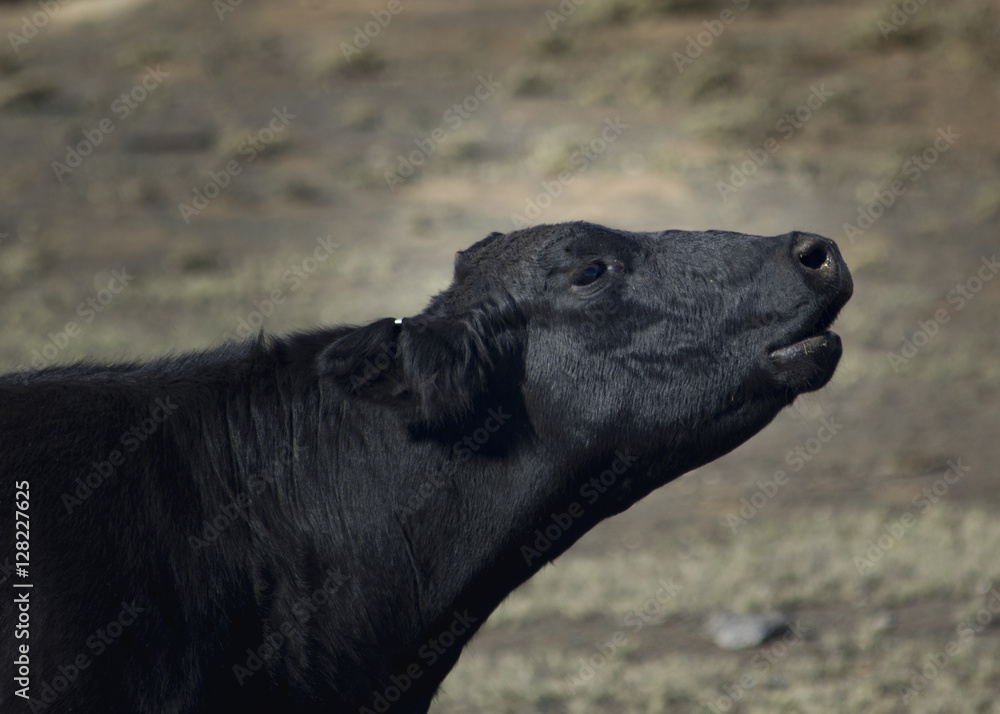 Mooo! Stock Photo | Adobe Stock