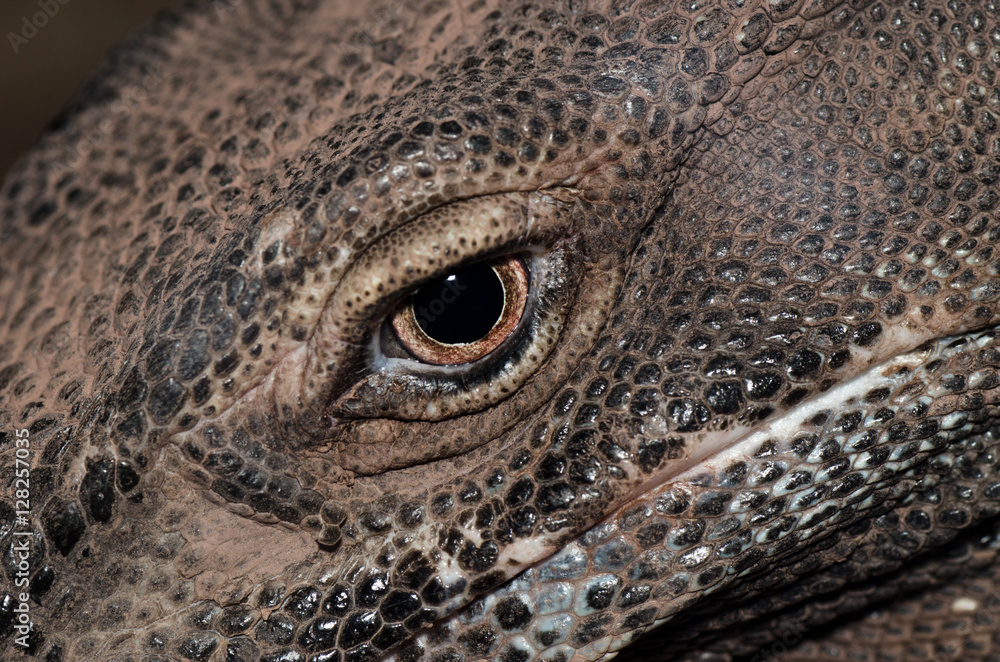 Lizard eye Close-up Stock-Foto | Adobe Stock