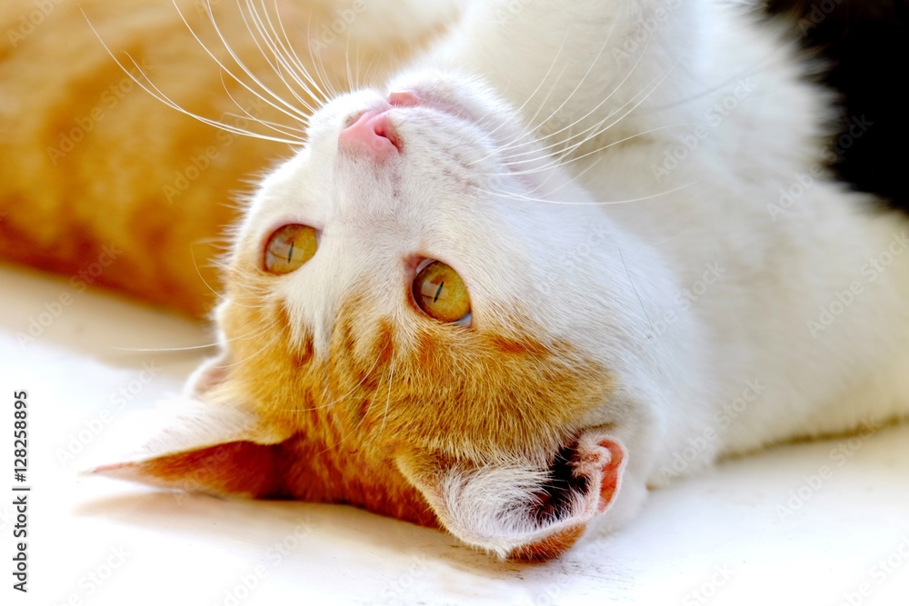 Cute cat in a lying position, with the head facing up, in an inverted ...