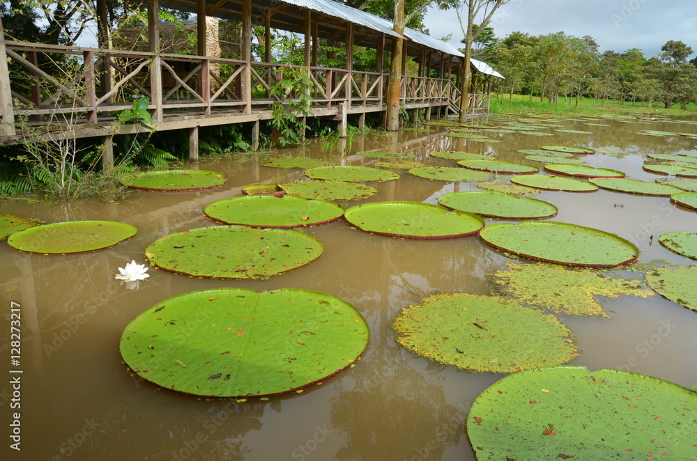 Victoria Regia Stock Photo | Adobe Stock