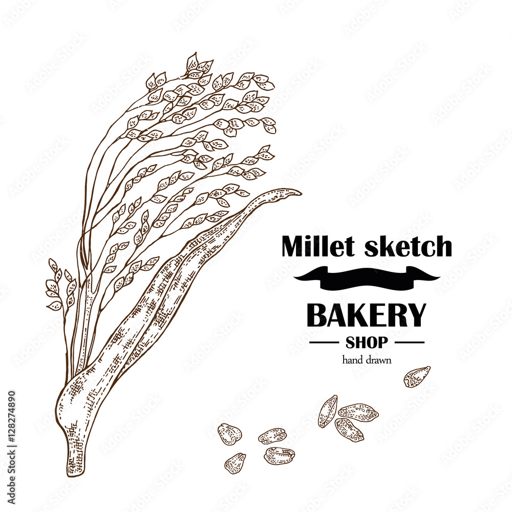 Millet sketch. Hand drawn cereal. Bakery vector illustration Stock ...