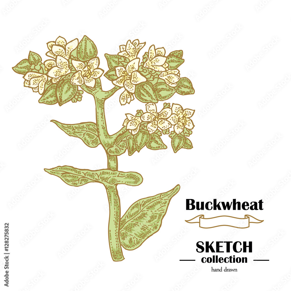 Buckwheat sketch. Hand drawn cereal. Vector illustration Stock Vector ...