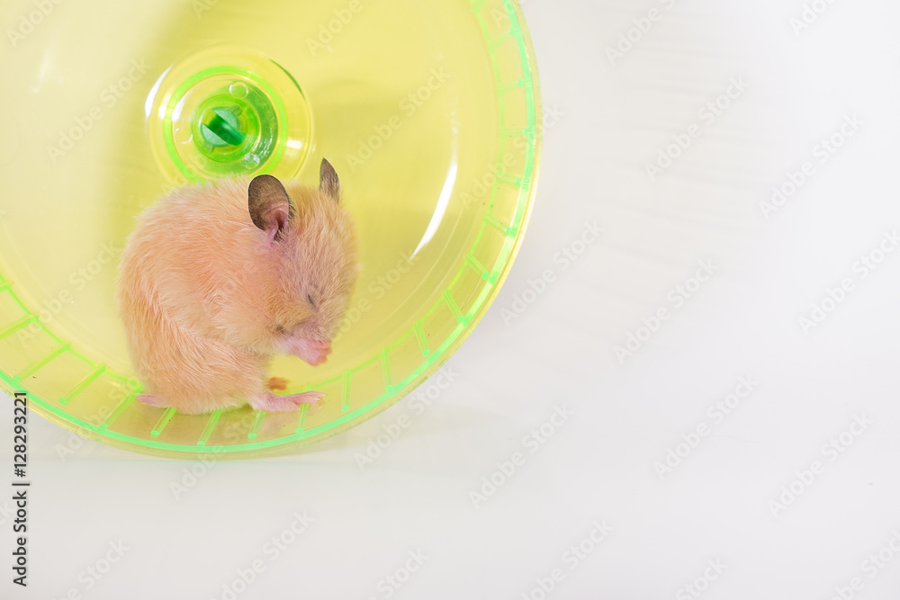 Hamster in running wheel, sitting and cleaning itself Stock Photo ...