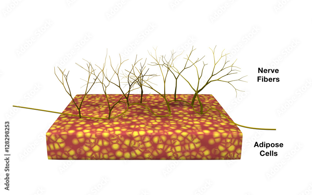 Skin Nerve Fibers Labeled Stock Illustration | Adobe Stock