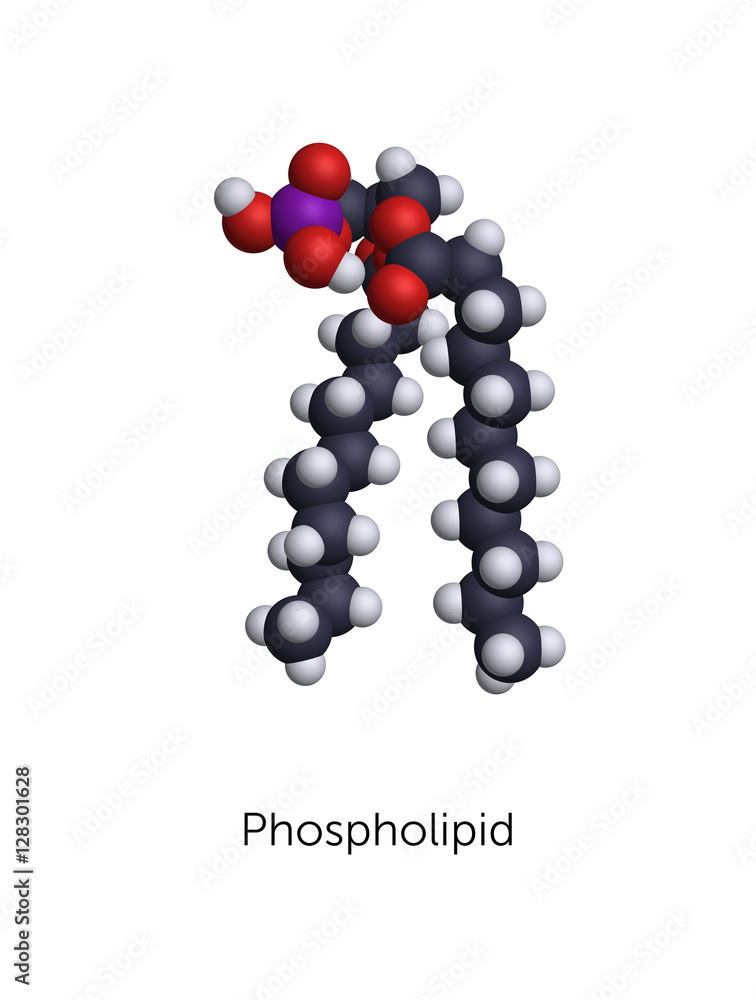 Phospholipid Stock Illustration | Adobe Stock