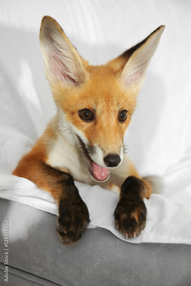 Furry fox cub sitting on bed Stock Photo | Adobe Stock