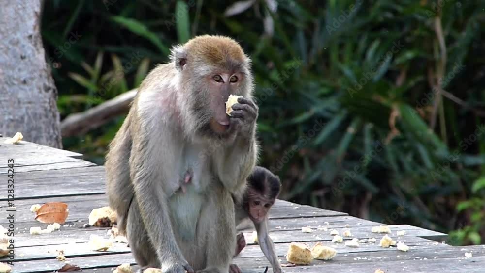 Female Long-tailed macaque with a baby eating at the feeding platform ...