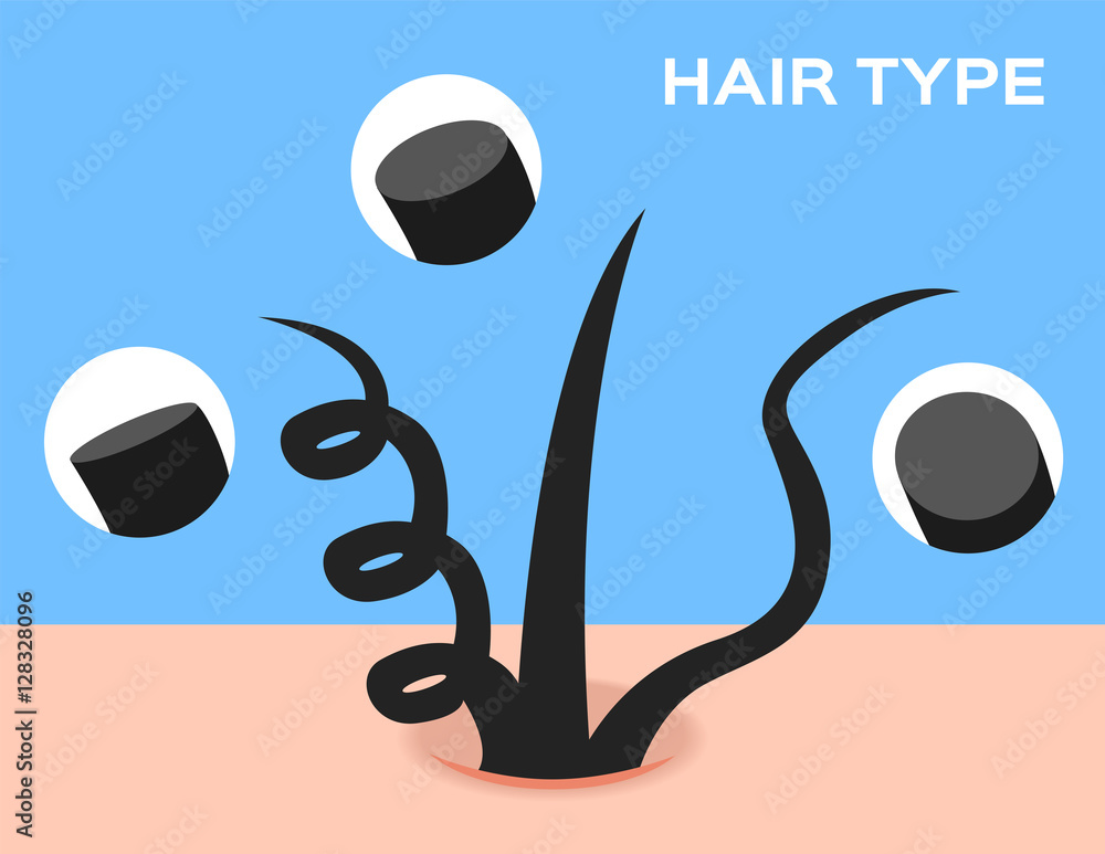 types of hair. Cross section of different hair texture. Straight, wavy ...