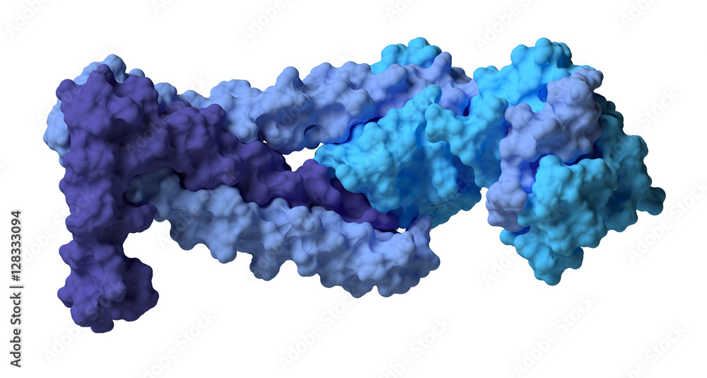 Troponin: structure of the human cardiac troponin core domain. Stock ...