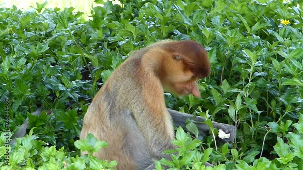 Female Proboscis monkey (Nasalis larvatus) eating at Labuk Bay, Sabah ...