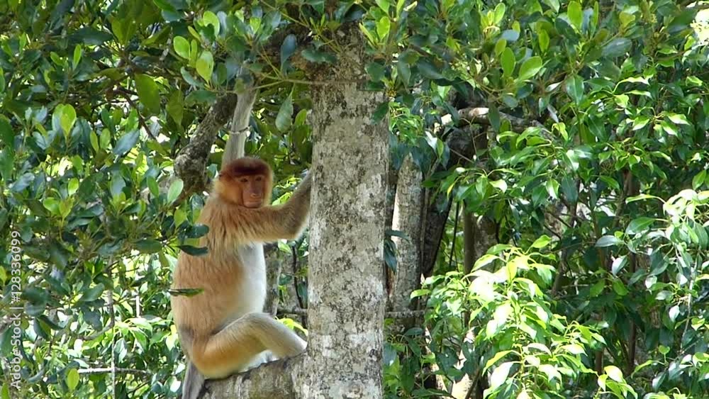 Proboscis monkey (Nasalis larvatus) sitting on a tree in Labuk Bay ...