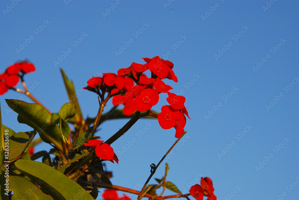 Endemic flower of Madagascar Island Stock Photo | Adobe Stock