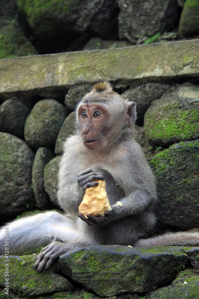 Balinese Monkey eating food in Ubud Monkey forest, Bali Stock Photo ...