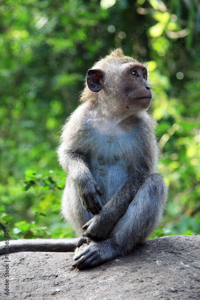 Balinese Monkey in Ubud Monkey forest, Bali Stock Photo | Adobe Stock