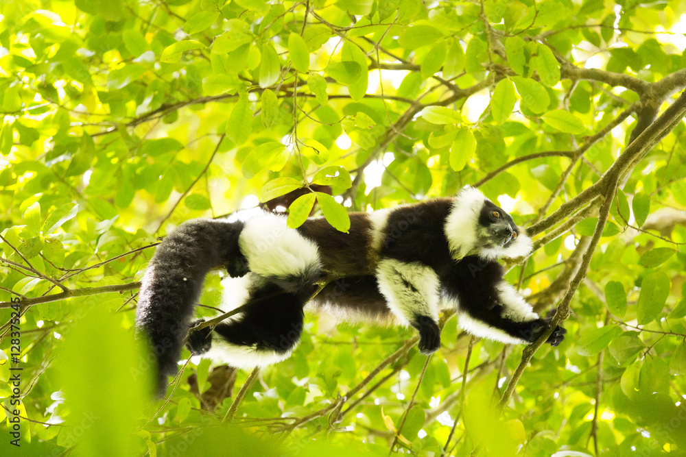 very rare White-belted Ruffed lemur - Gürtelvari, Varecia variegata ...