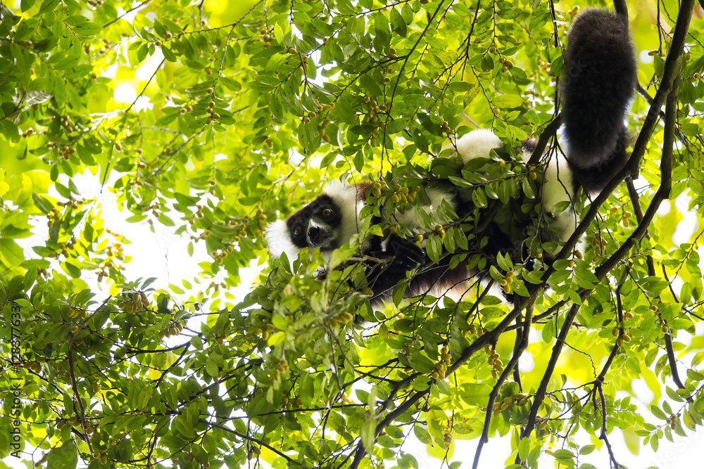 very rare White-belted Ruffed lemur - Gürtelvari, Varecia variegata ...