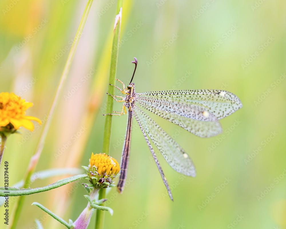 Grey lacewing in Mexico. Green lace wing in mexico. Delicate paterned ...