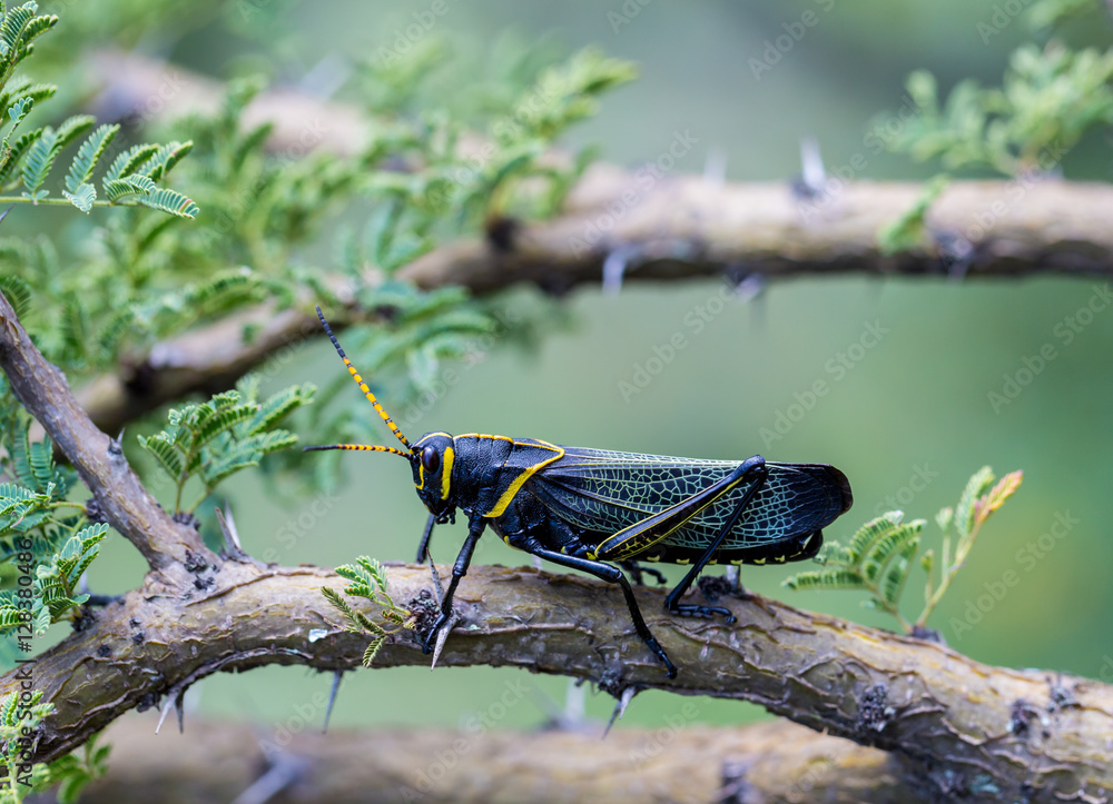The western horse lubber grasshopper is a relatively large grasshopper ...