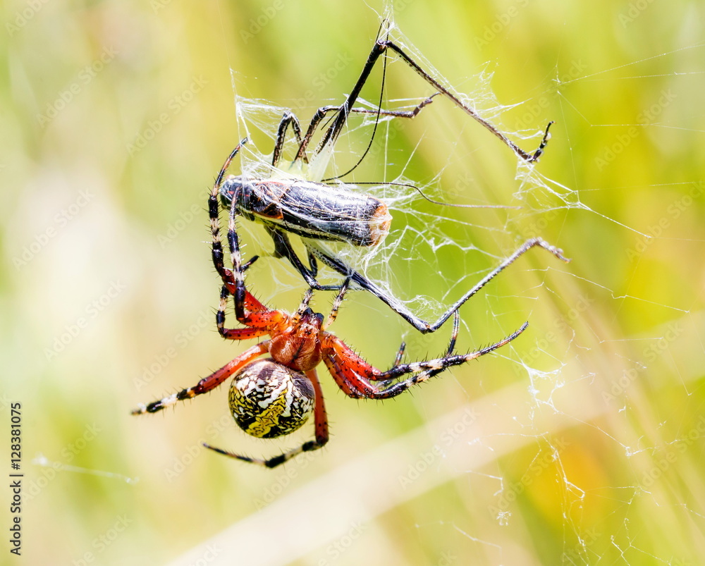 Banded garden spider. Yellow and black garden spider Mexico. Garden ...