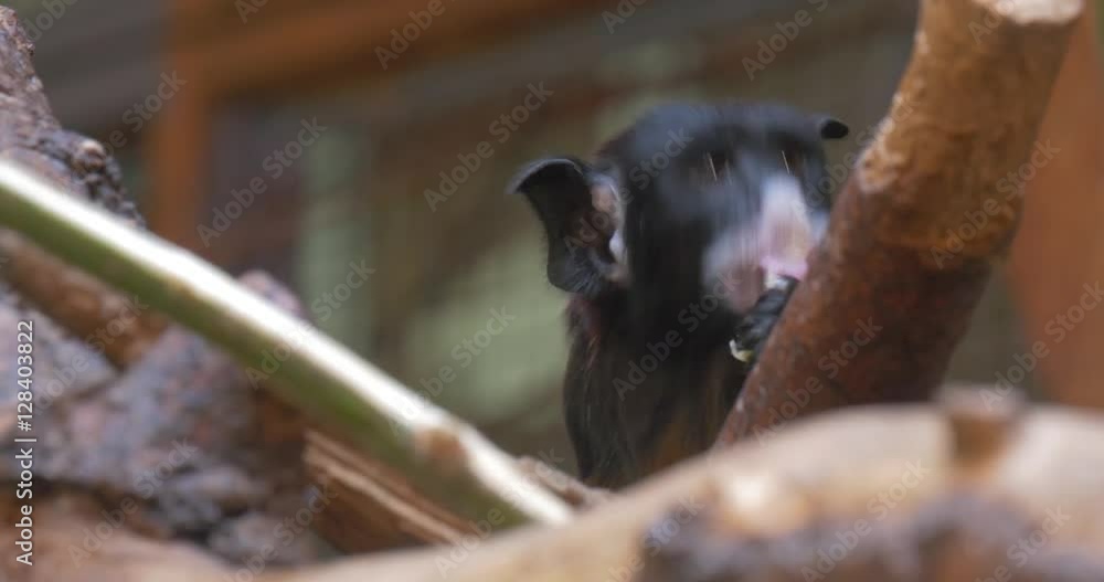 Little Black Monkey Eats Excursion to the Zoo Animal is Holding a Food ...