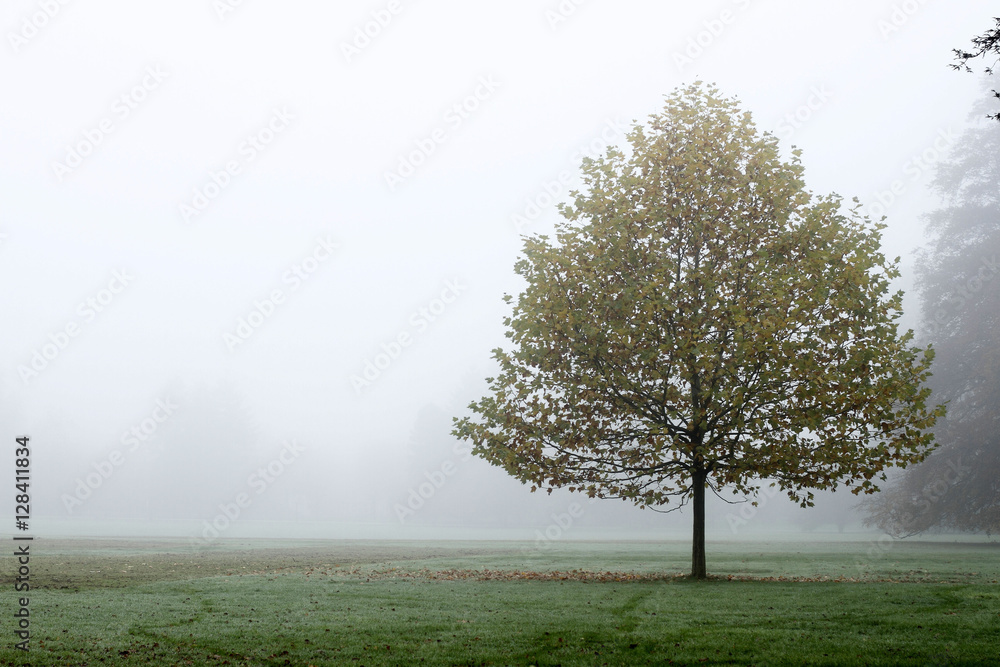 Arbre Stock Photo | Adobe Stock