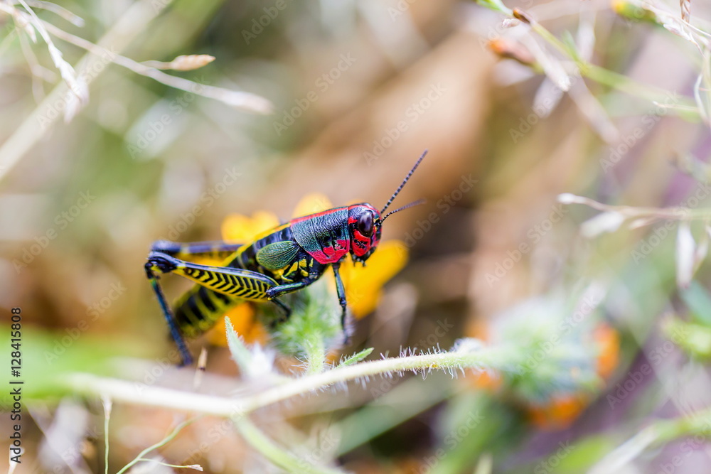 The bicolor grasshopper, also known as the rainbow grasshopper, painted ...