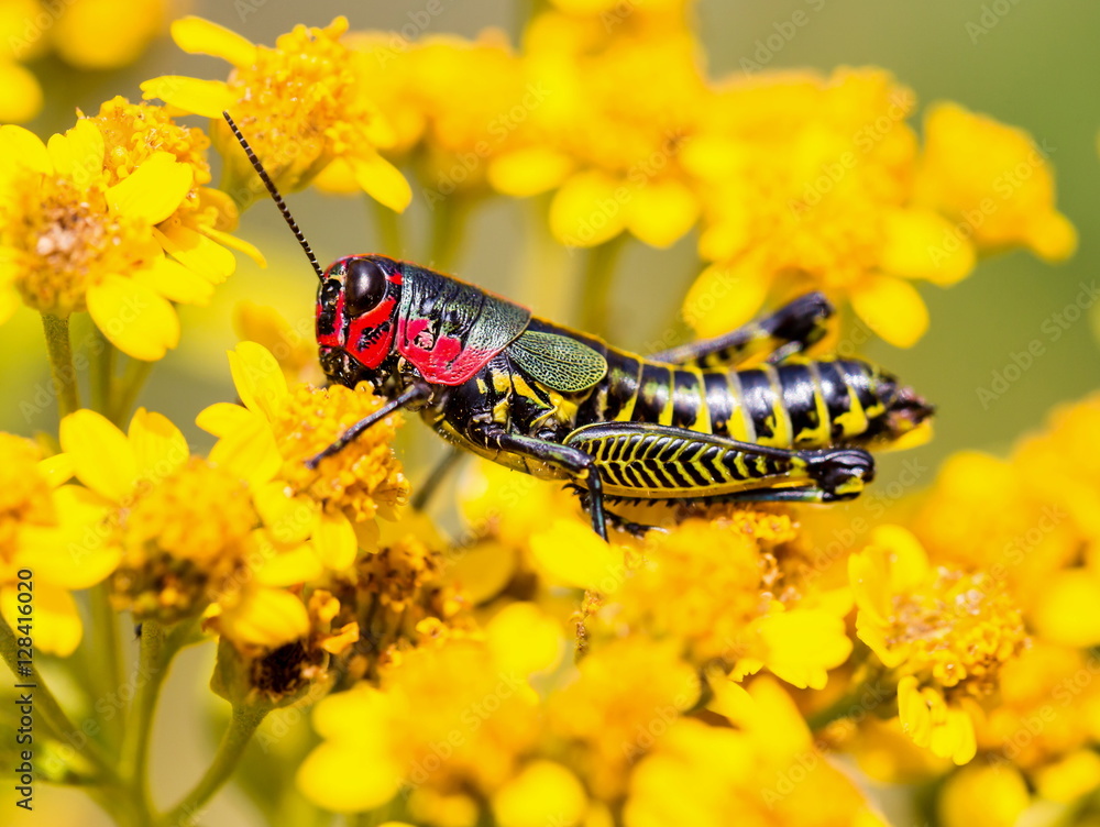 he bicolor grasshopper, also known as the rainbow grasshopper, painted ...