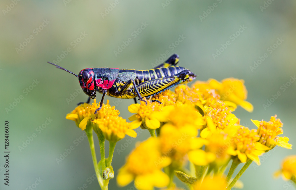 he bicolor grasshopper, also known as the rainbow grasshopper, painted ...