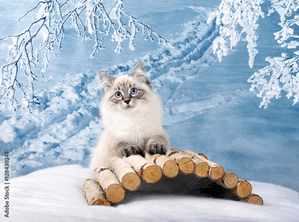 Siberian kitten on winter nature in snow Stock Photo | Adobe Stock