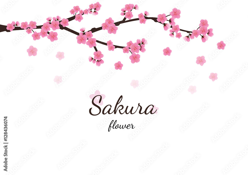 Cherry blossom flowers background. Sakura pink flowers backgro Stock Vector | Adobe Stock