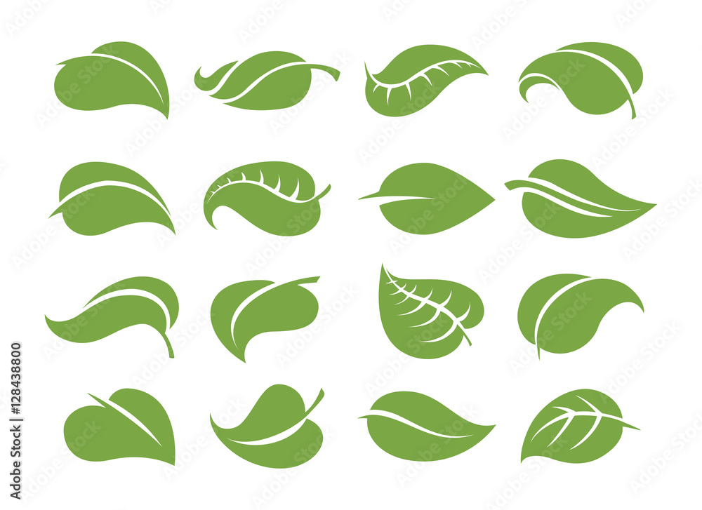Vector leaf icons. Various shapes of green leaves isolated on white ...
